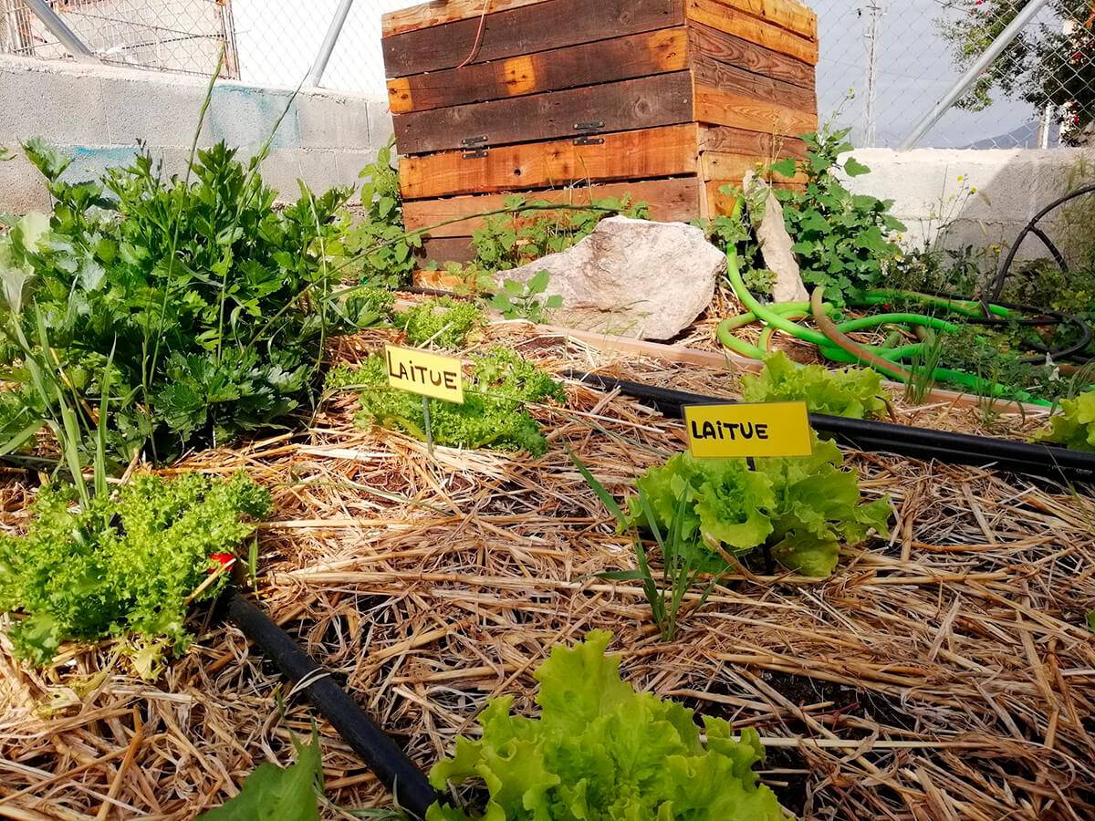 Montaje de compostera escolar en el CEIP El Alféizar - Compostaje Granada